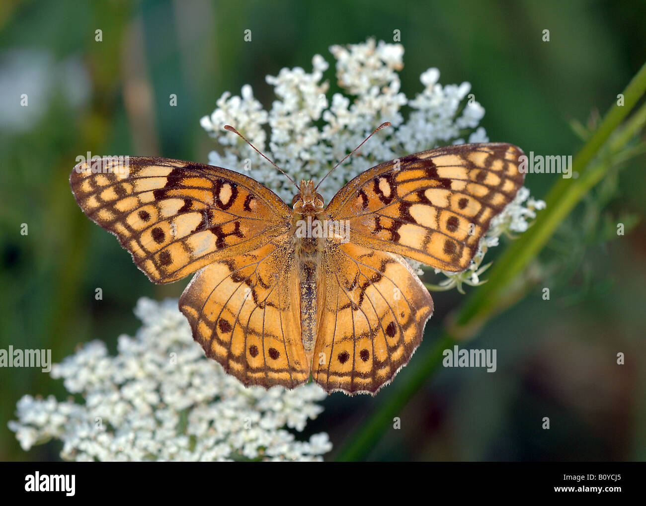 Variegated patterns hi-res stock photography and images - Alamy