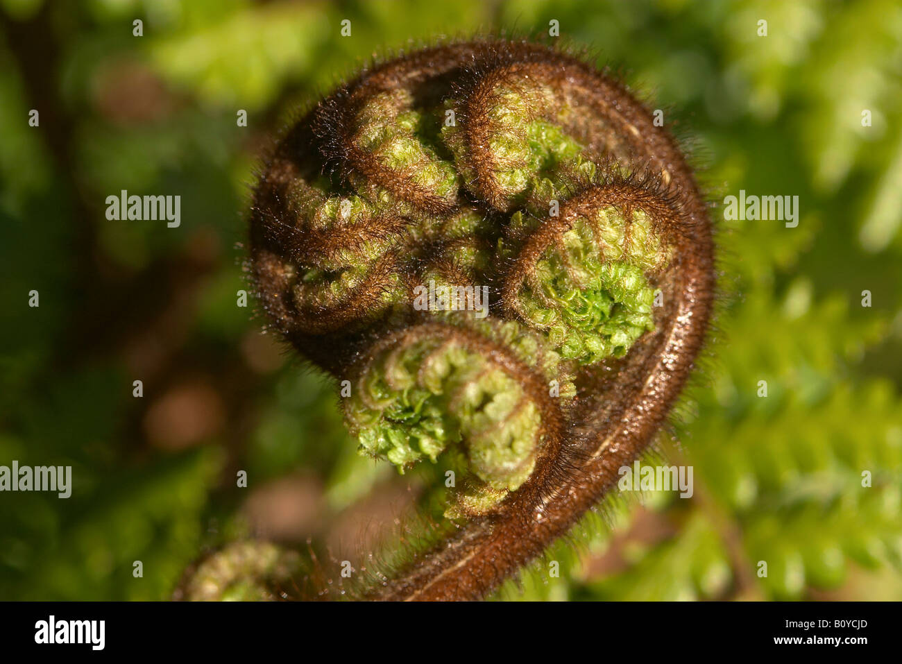 Ponga Tree Fern Frond Unfurling Koru South Island New Zealand Stock ...