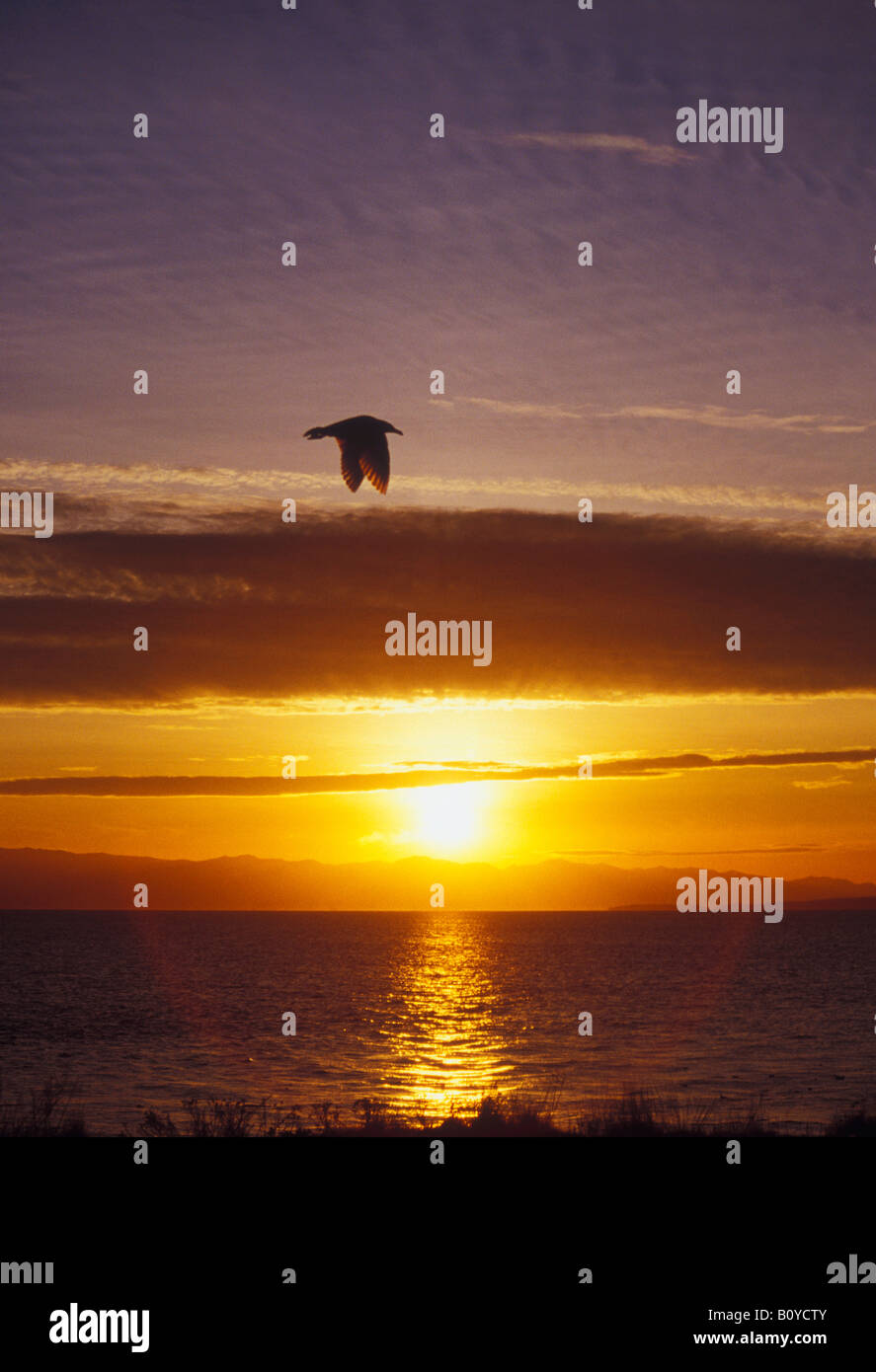 Solo flying hi-res stock photography and images - Alamy