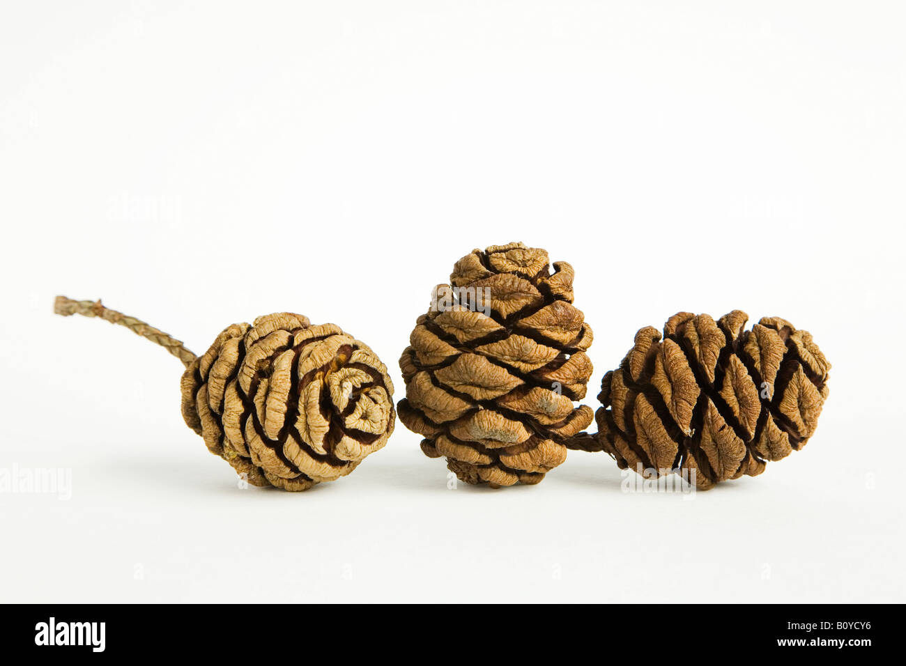 Three fir cones, close up Stock Photo - Alamy
