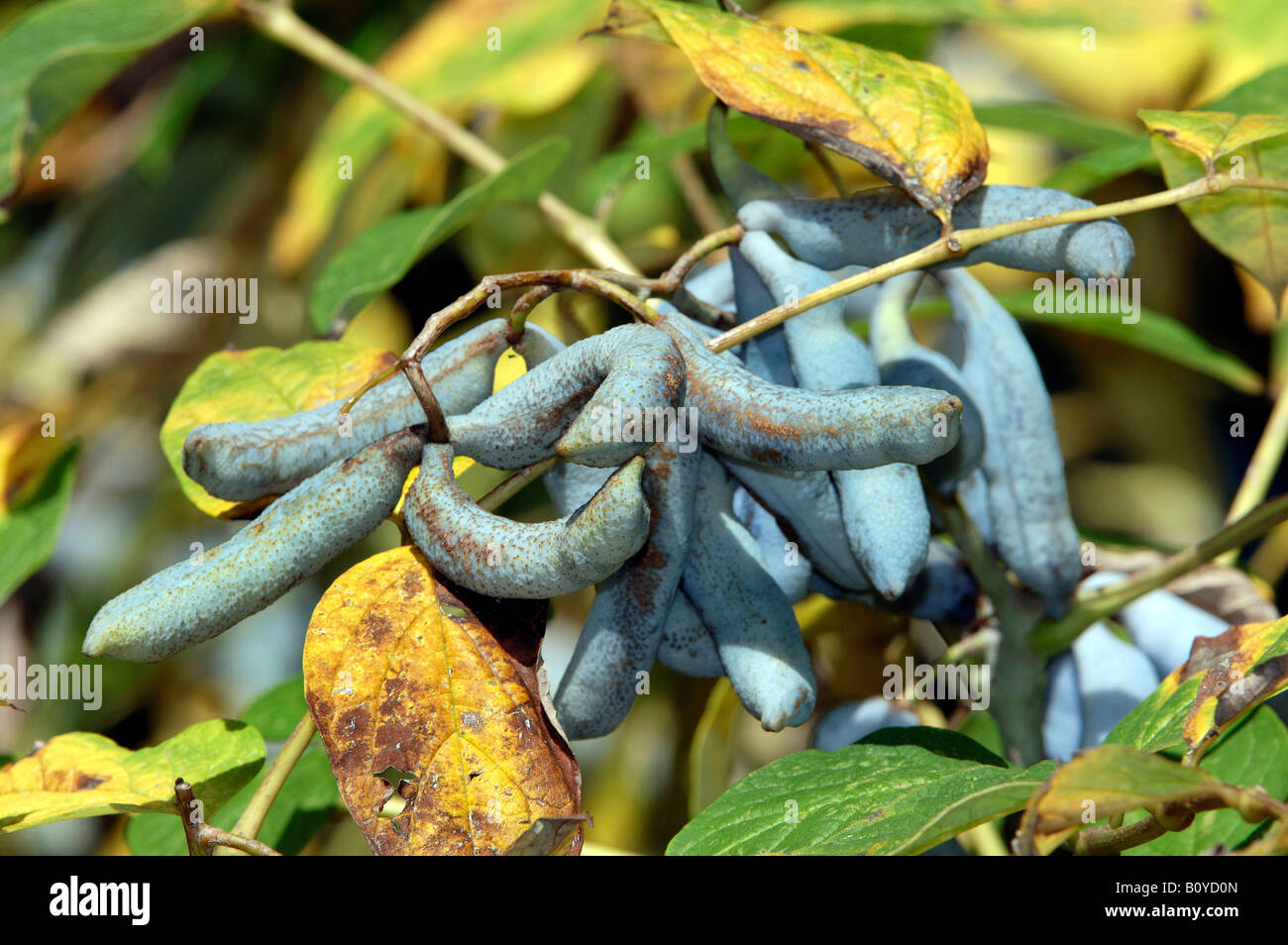 Fruit Of Native Asian Plants High Resolution Stock Photography and ...
