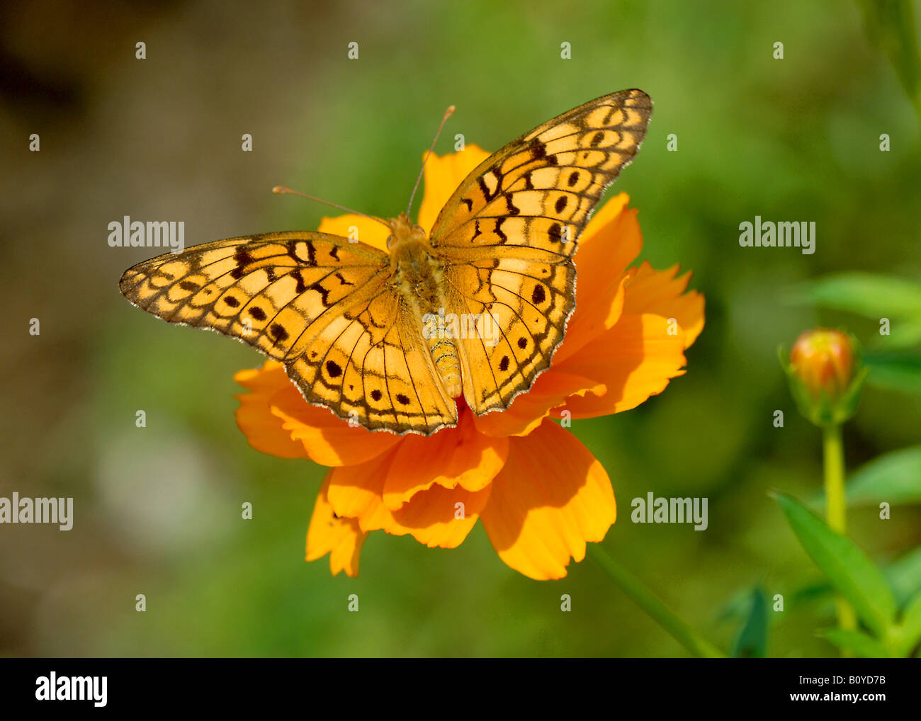 Variegated patterns hi-res stock photography and images - Alamy