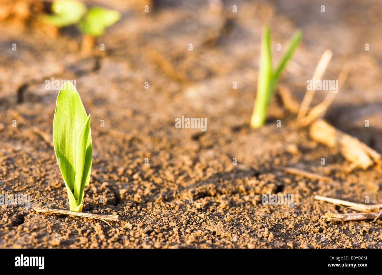 Newly emerged corn plants Stock Photo - Alamy