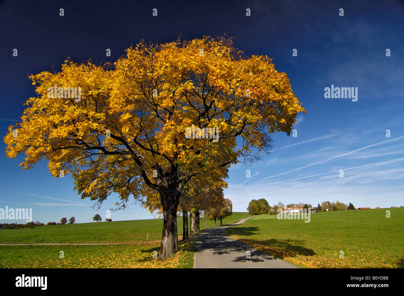 Road leaved hi-res stock photography and images - Alamy