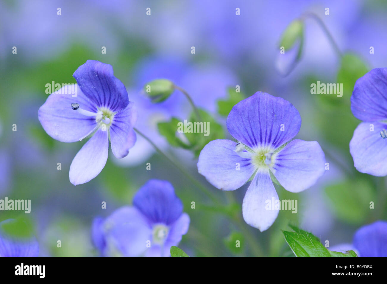 Marsh speedwell Veronica scutellata Coquihalla Canyon Provincial Park ...