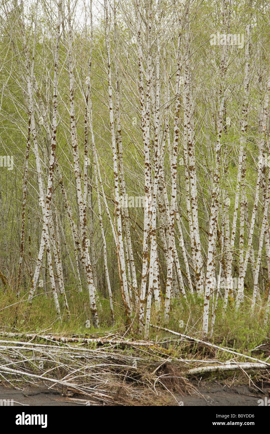 Alder tree hi-res stock photography and images - Alamy