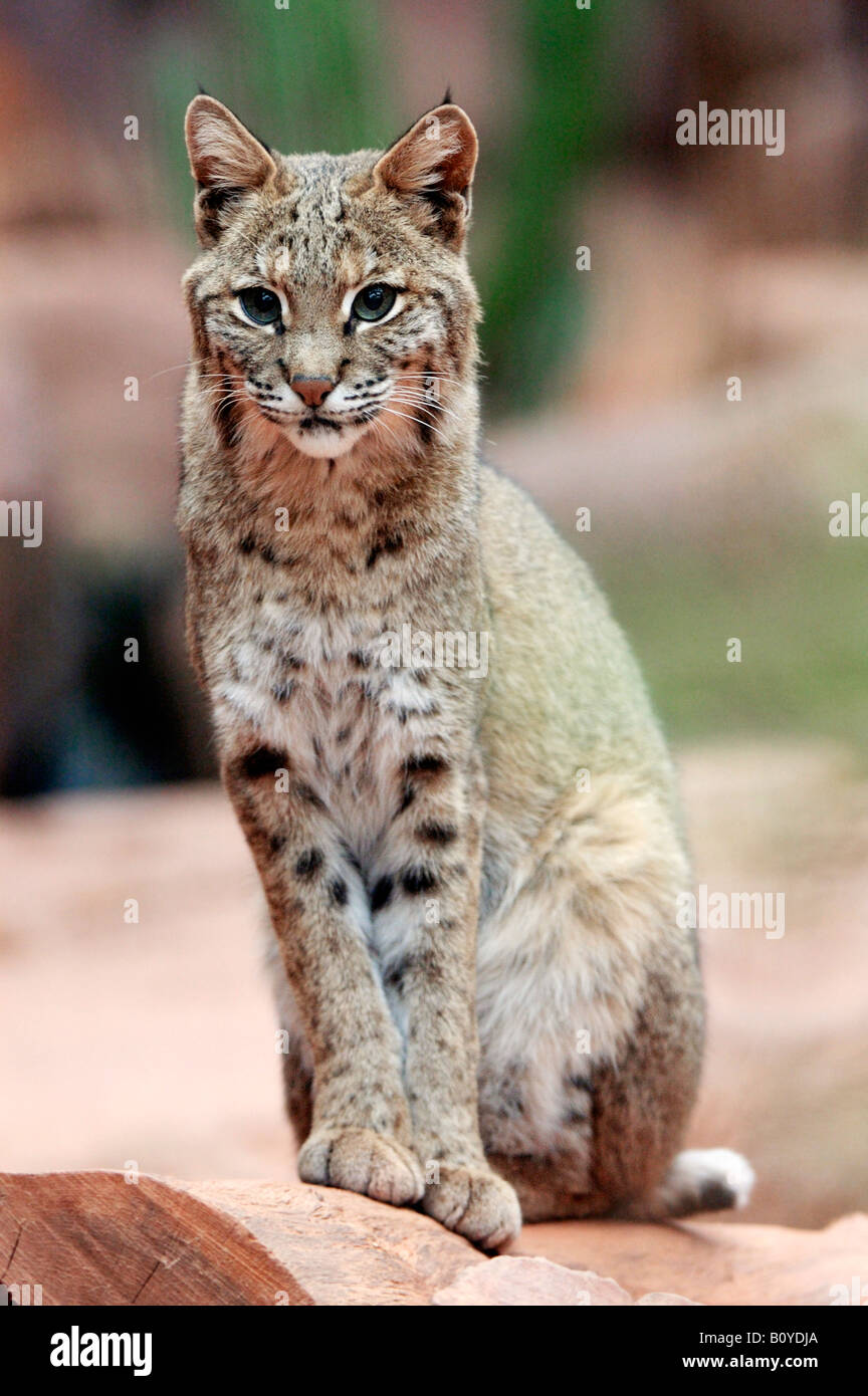 Bobcat Animal Close Up View High Resolution Stock Photography and ...