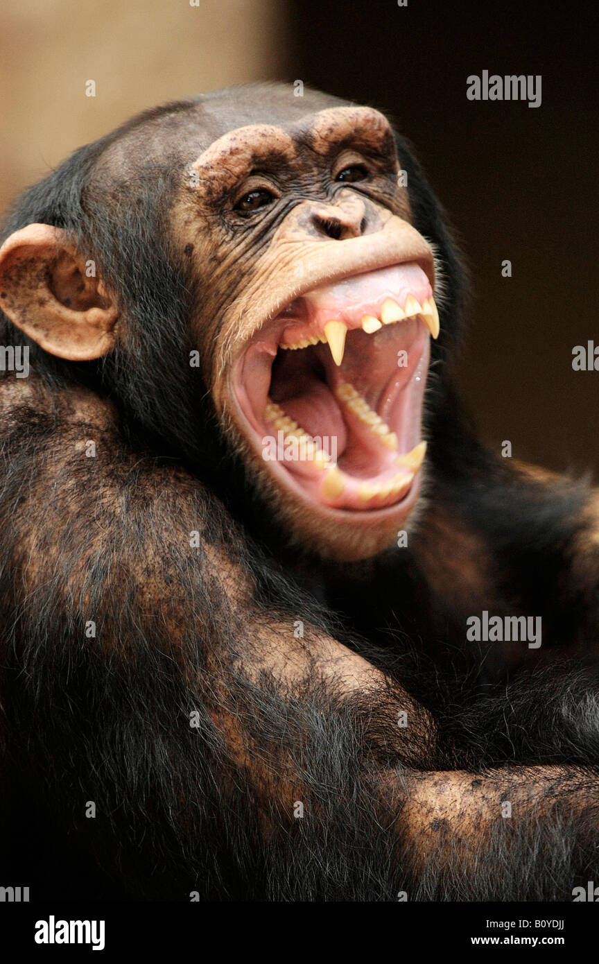 Chimpanzee Teeth High Resolution Stock Photography and Images - Alamy