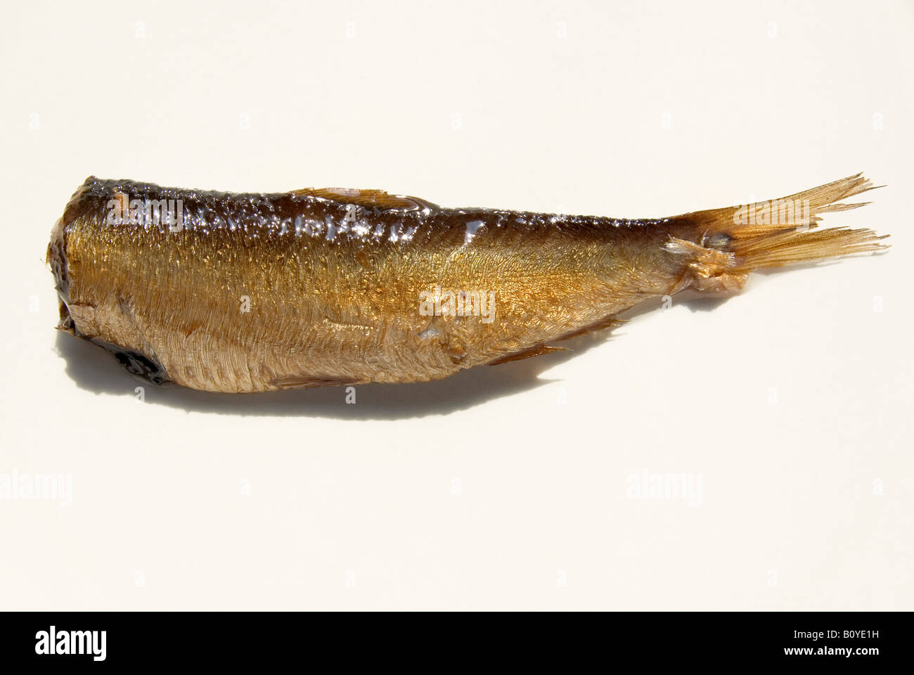Sprat hi-res stock photography and images - Alamy