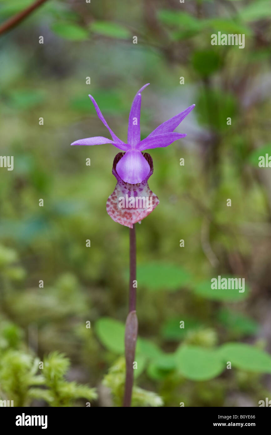 Fairy Slipper or Calypso Orchid Calypso bulbosa Cascade Mountains ...