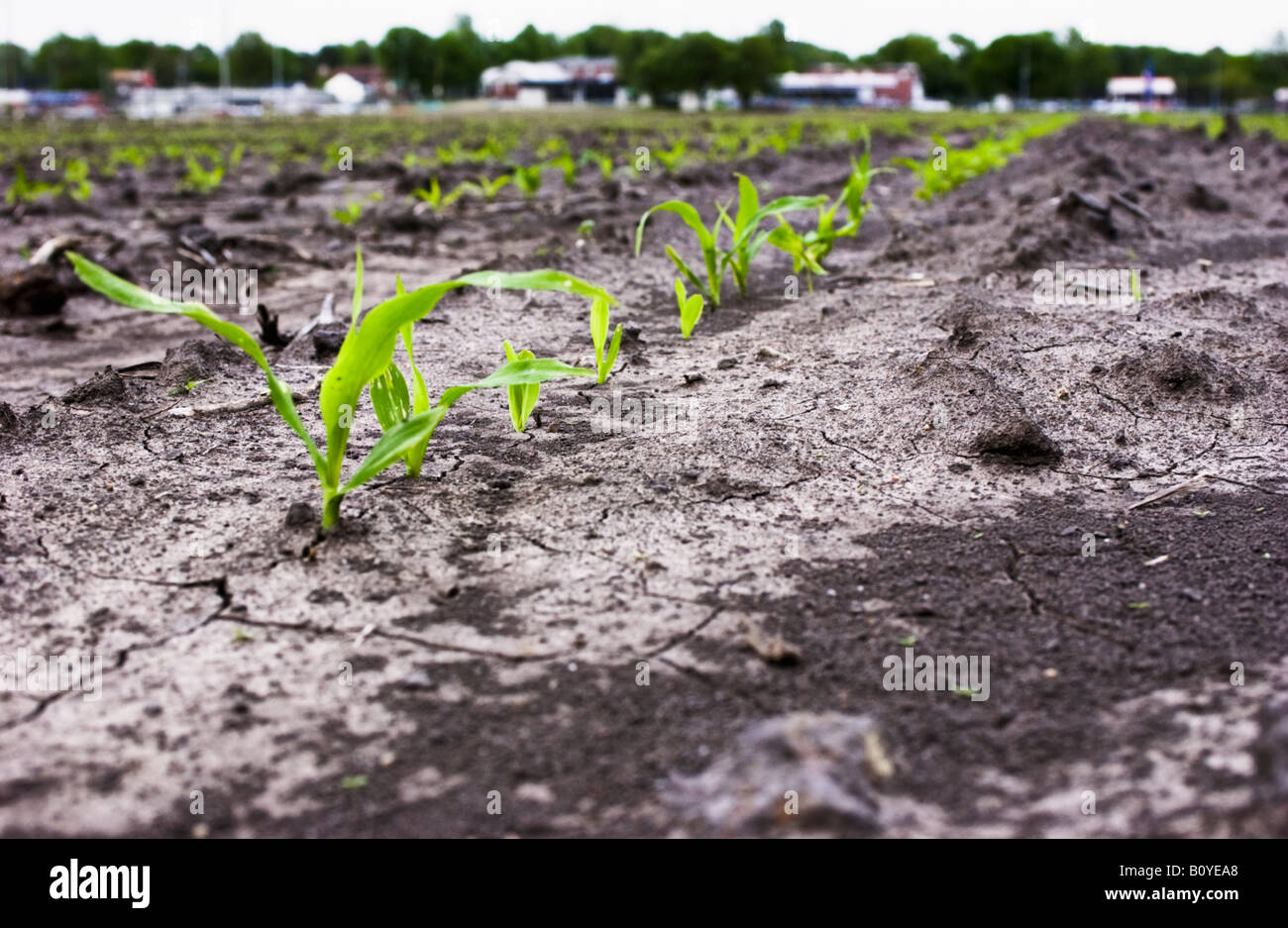 Botany poaceae corn zea mays hi-res stock photography and images - Alamy