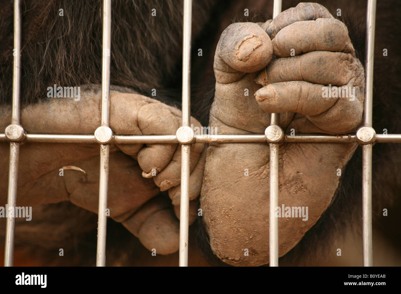 common chimpanzee (Pan troglodytes), feet of an old chimpanzee in a zoo ...