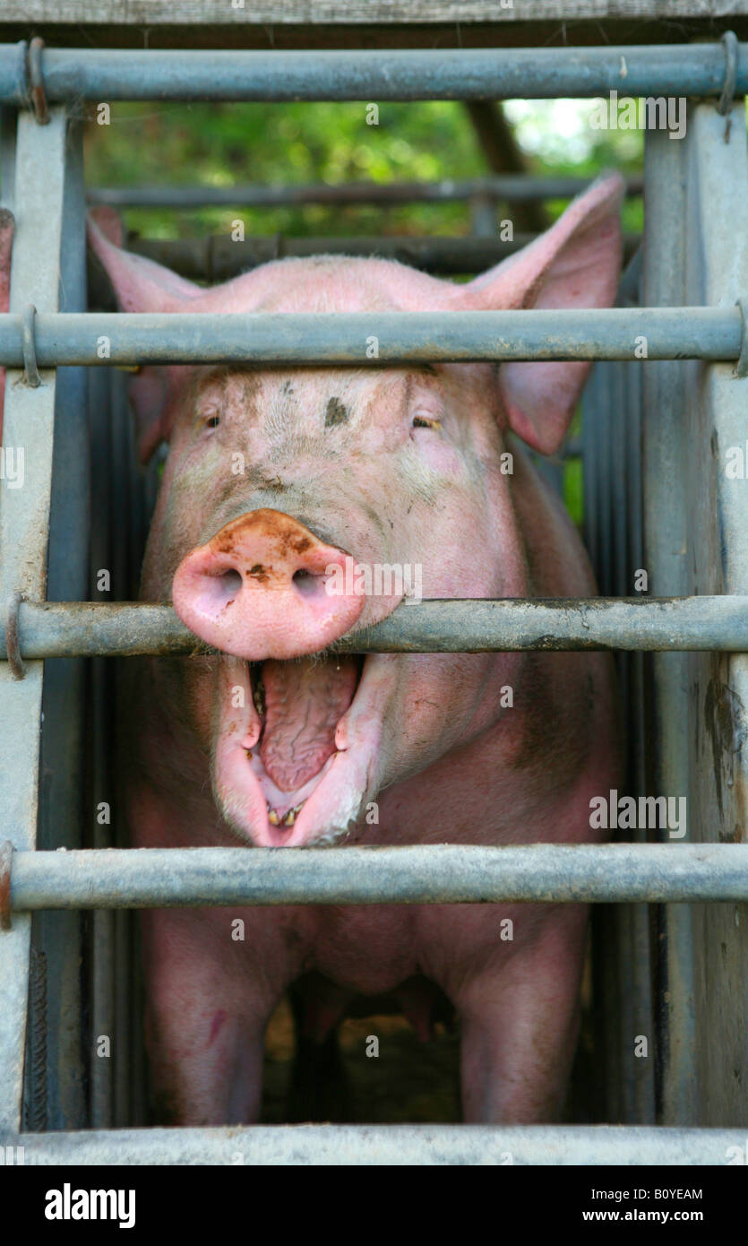 domestic pig (Sus scrofa f. domestica), pig in quarantine stable Stock ...