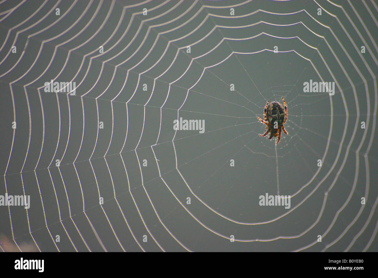 cross orbweaver, European garden spider, cross spider (Araneus ...