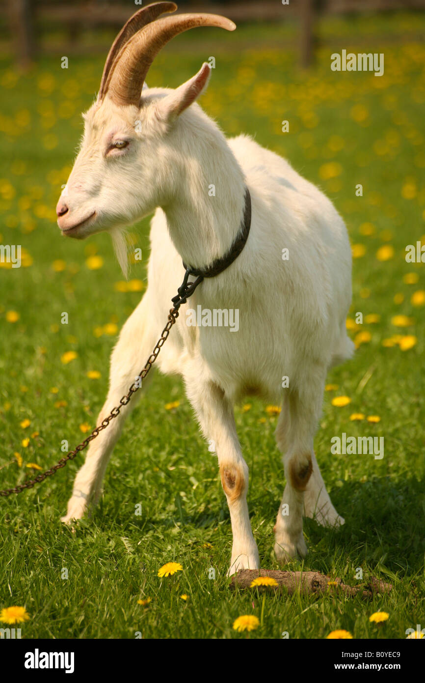 domestic goat (Capra hircus, Capra aegagrus f. hircus), white goat on ...