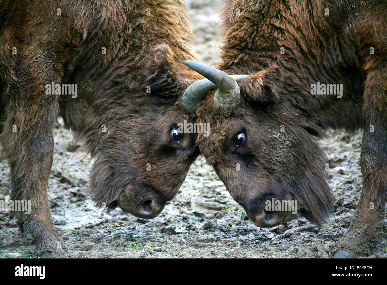 European bison, wisent (Bison bonasus), young individuals, fight for ...