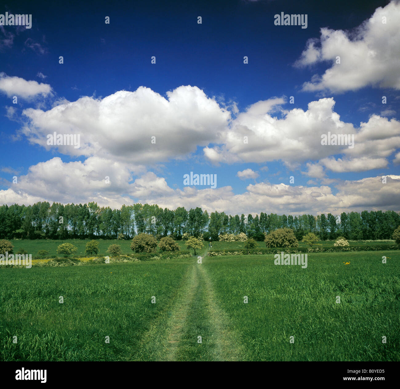Green open fields in the Darent valley Kent England UK Stock Photo - Alamy