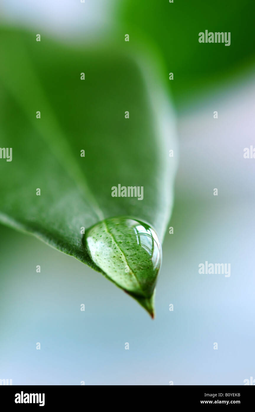 Water drop on tip of leaves hi-res stock photography and images - Alamy