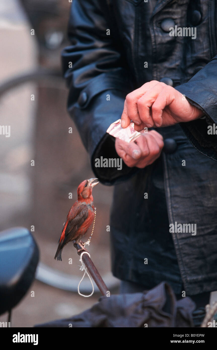 Bird tied hi-res stock photography and images - Alamy