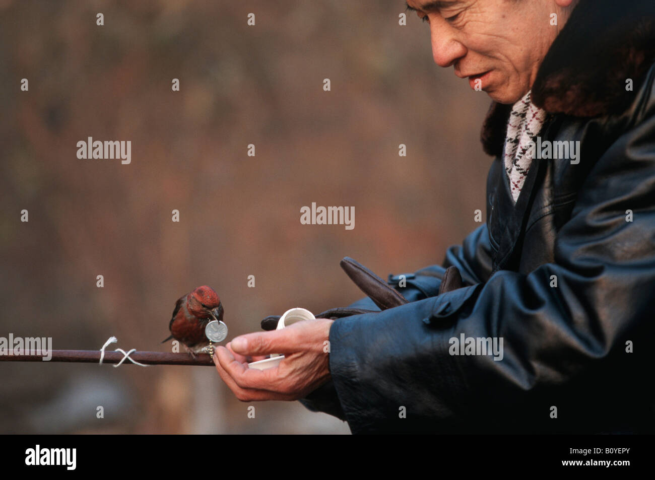 Currency bird hi-res stock photography and images - Alamy