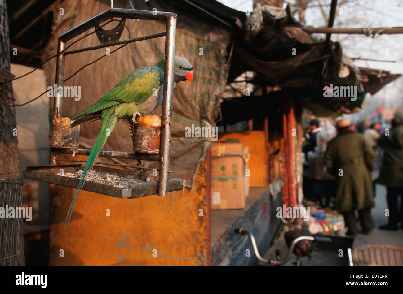 parrot at bird- market, China, Beijing Stock Photo - Alamy