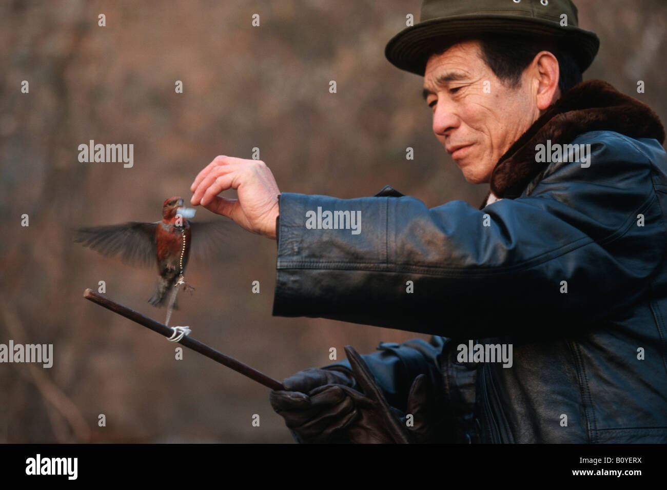 Chinese bird branches hi-res stock photography and images - Alamy