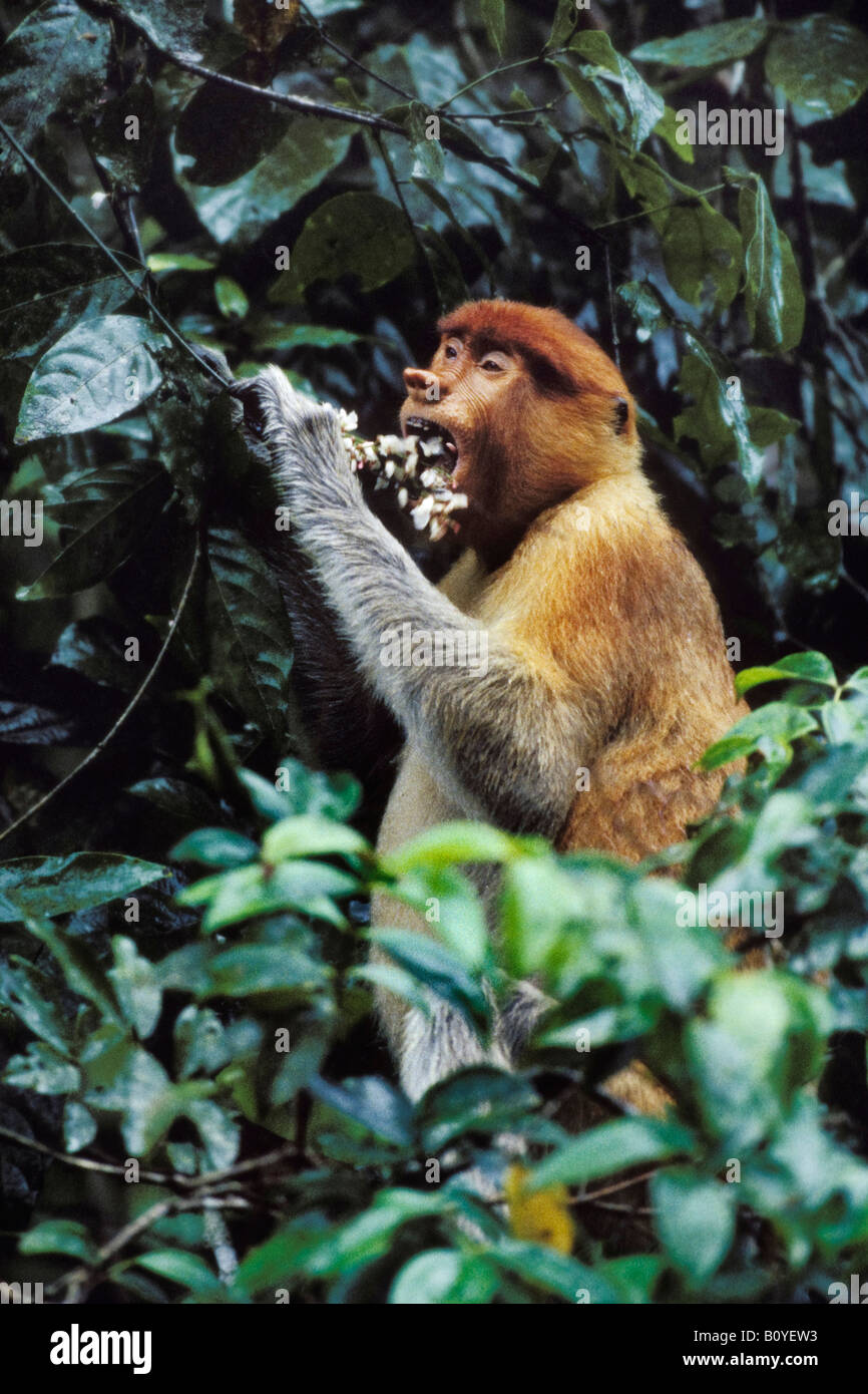 proboscis monkey (Nasalis larvatus), female eating flowers, Indonesia ...