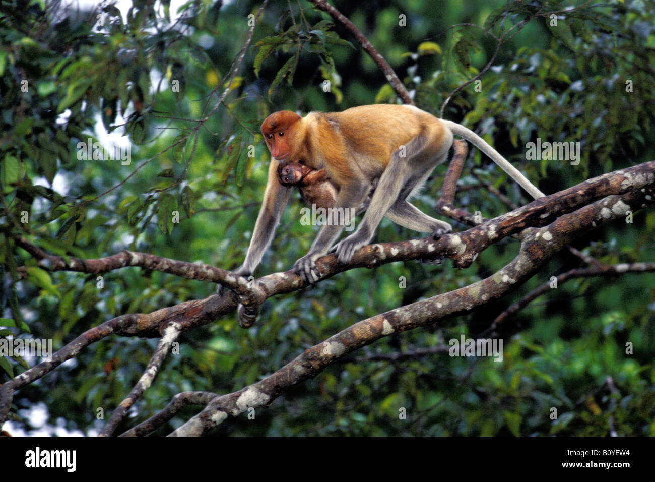 proboscis monkey (Nasalis larvatus), mother with baby, Indonesia ...