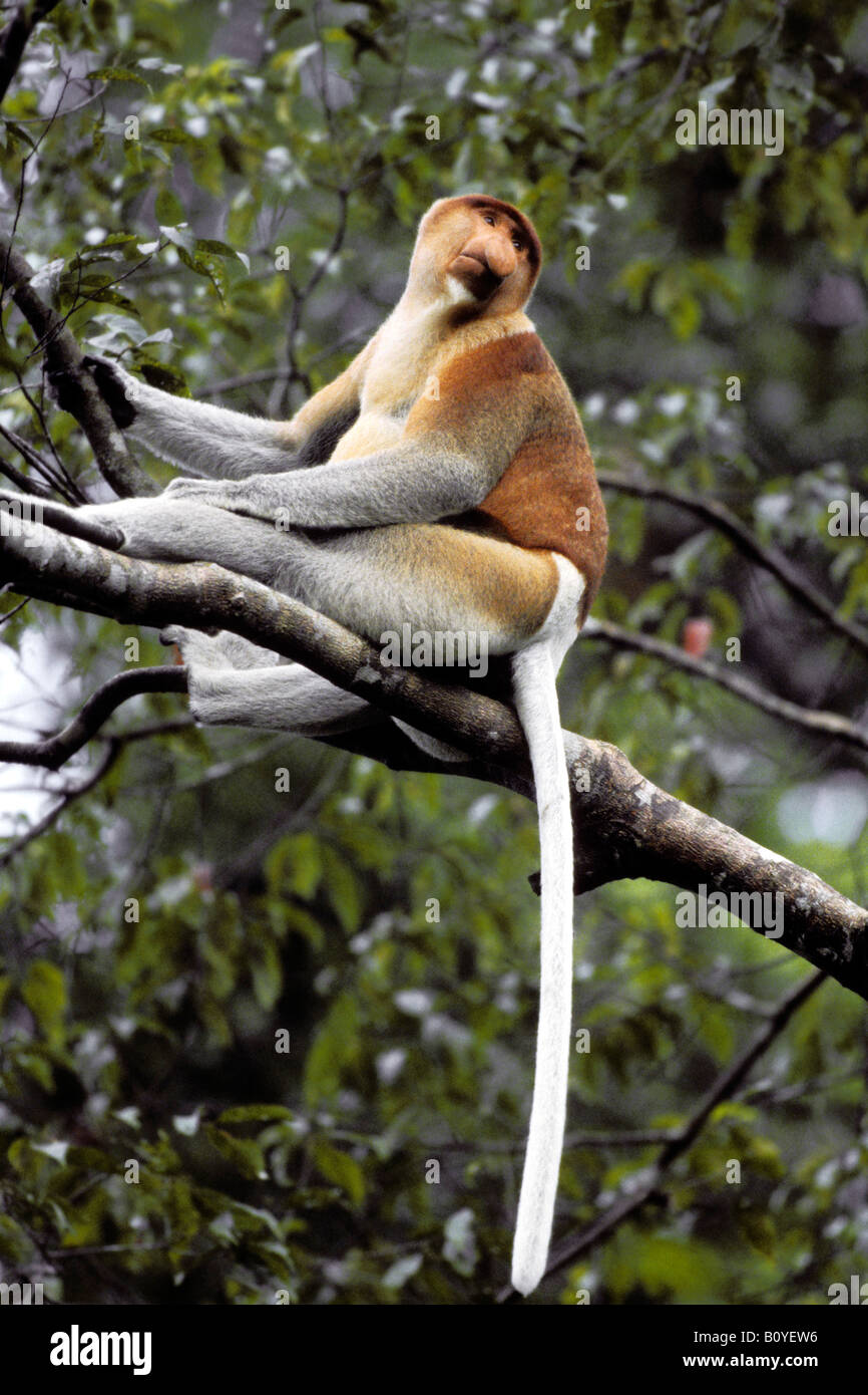 proboscis monkey (Nasalis larvatus), male, Indonesia, Borneo Stock ...