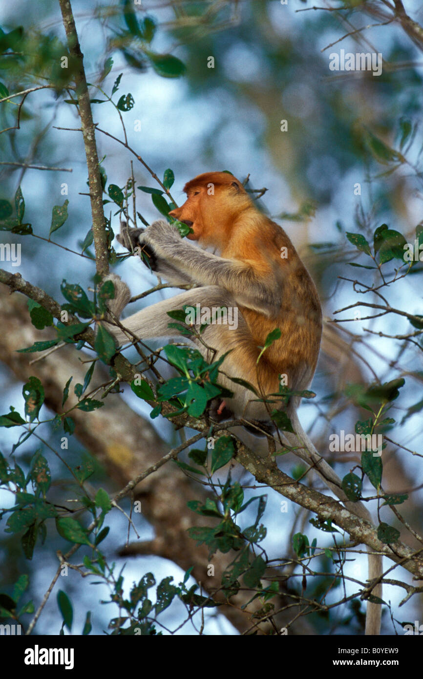 proboscis monkey (Nasalis larvatus), male, Indonesia, Borneo Stock ...