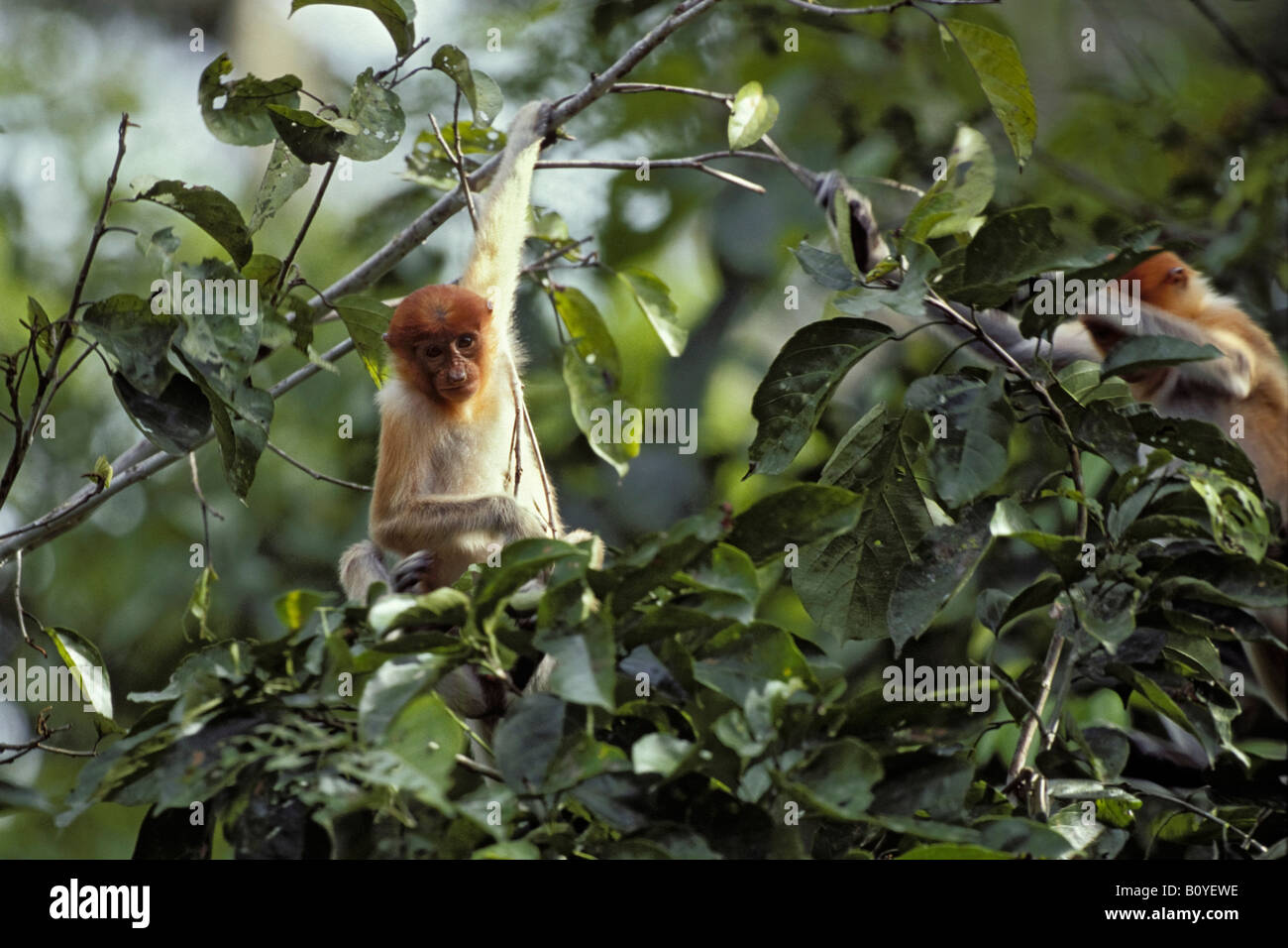 proboscis monkey (Nasalis larvatus), pup sitting on tree, Indonesia ...
