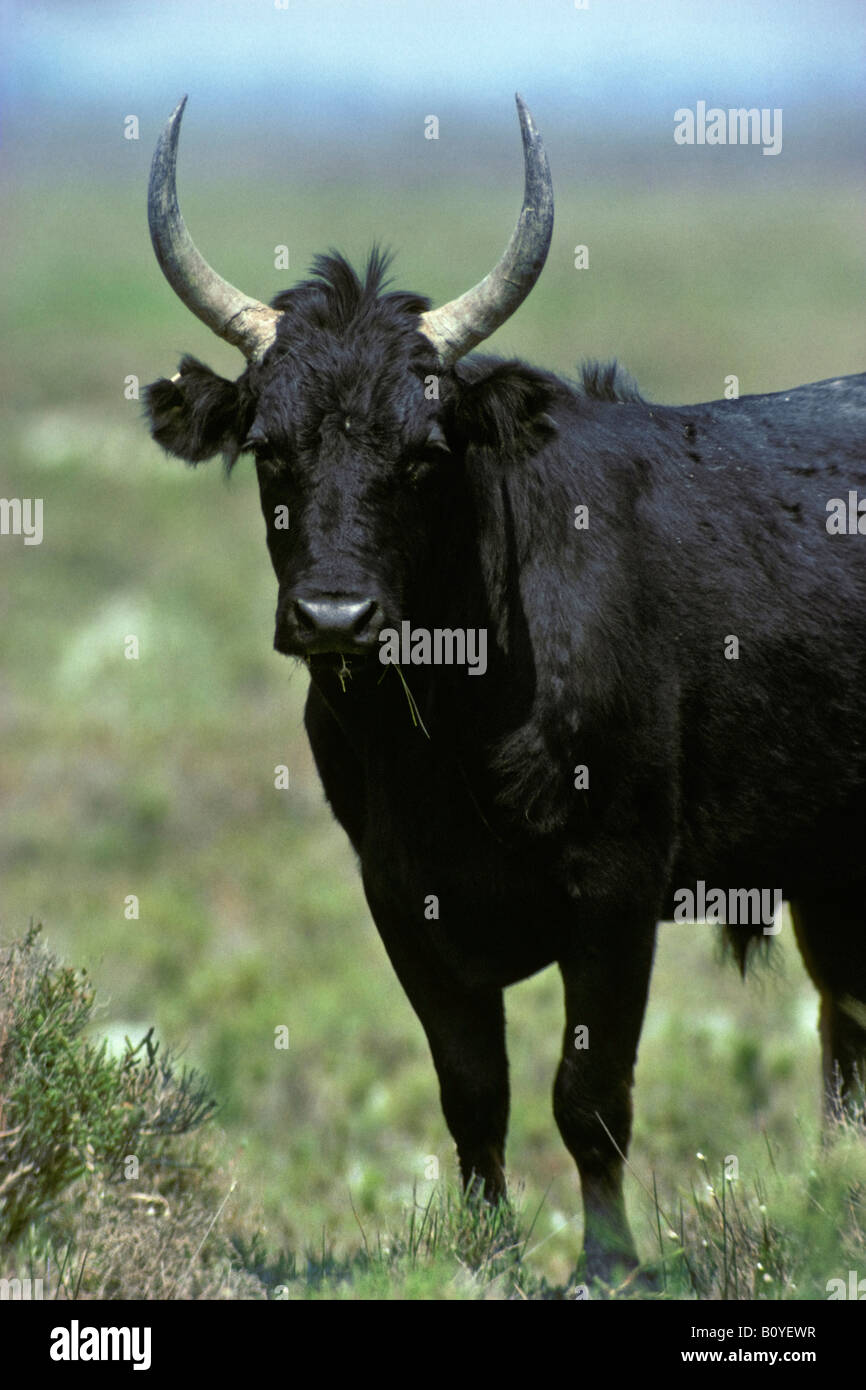 Camargue cattle (Bos primigenius f. taurus), Camargue Bull, France ...