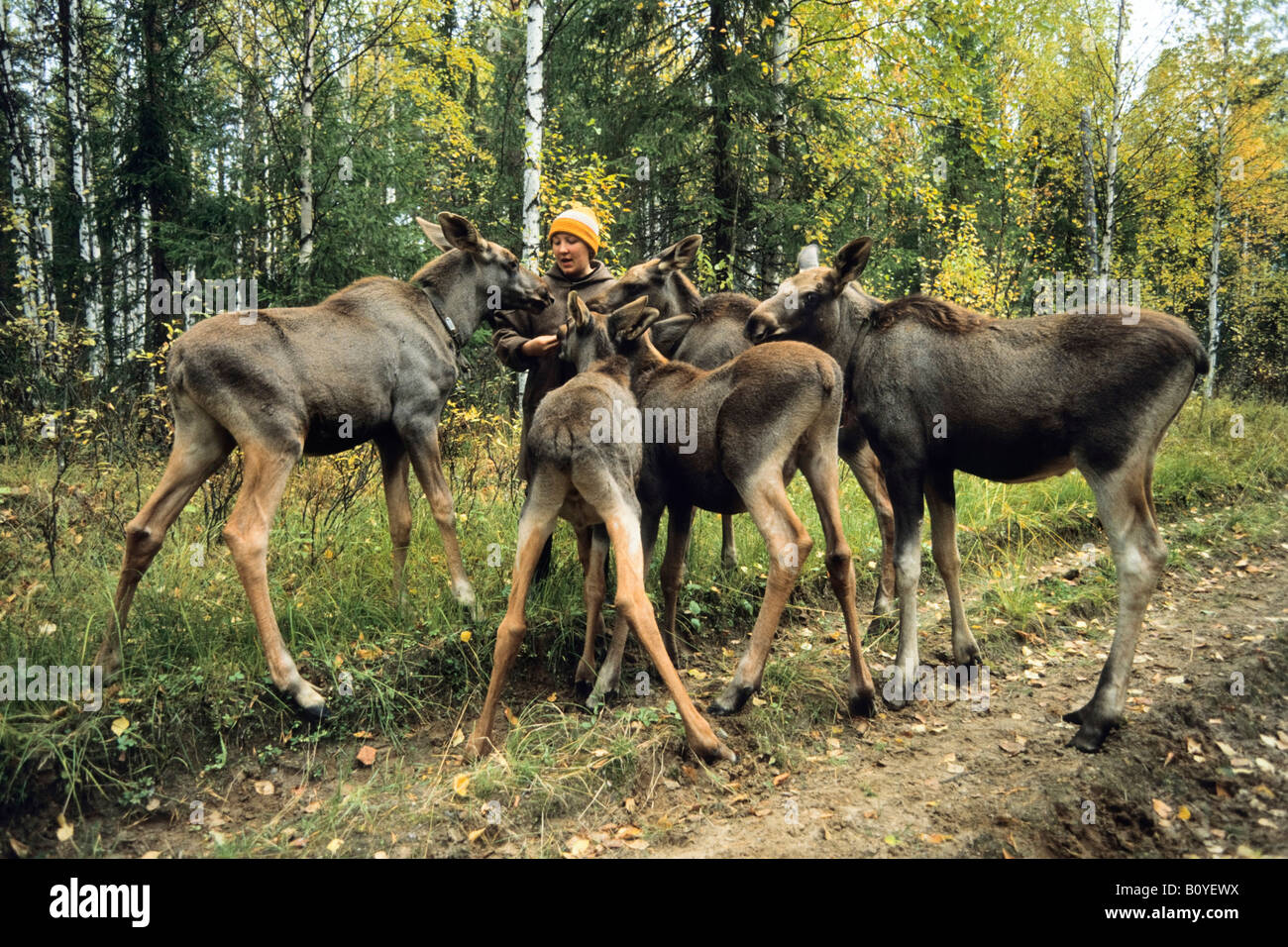 elk, European moose (Alces alces alces), woman with young moose on a ...