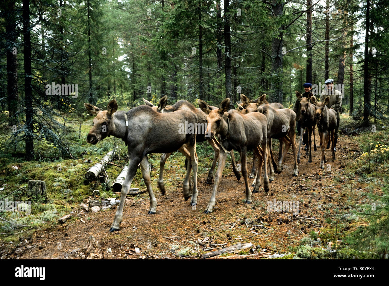 elk, European moose (Alces alces alces), young moose returning to ...