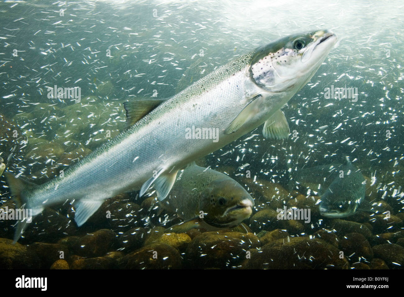 Atlantic salmon underwater hi-res stock photography and images - Alamy