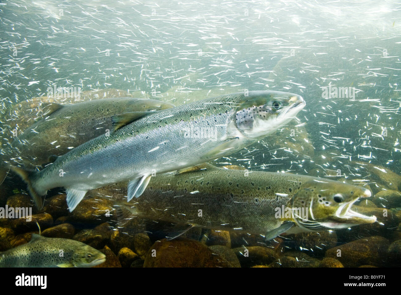 Atlantic Salmon Swimming High Resolution Stock Photography and Images ...