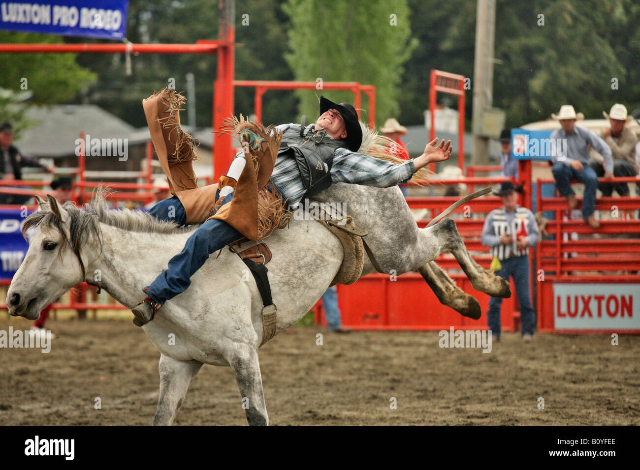 Cowboy riding bucking bronco hi-res stock photography and images - Alamy