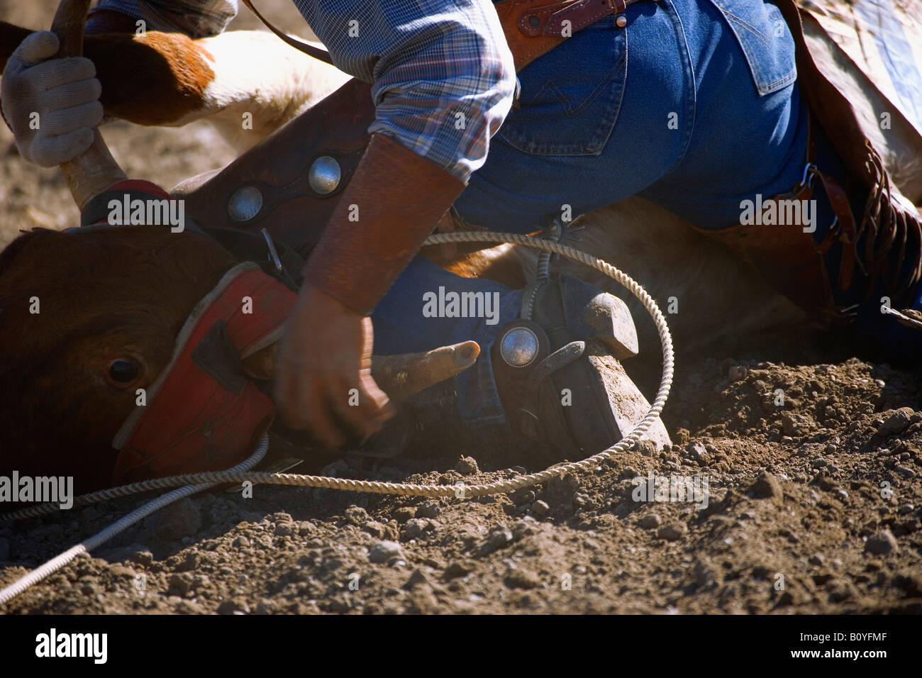 Steer wrestle hi-res stock photography and images - Alamy