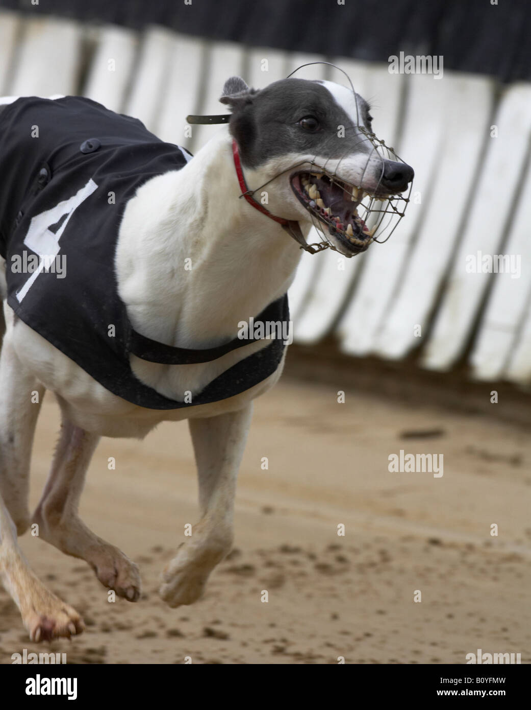 Greyhound dog racing Stock Photo - Alamy