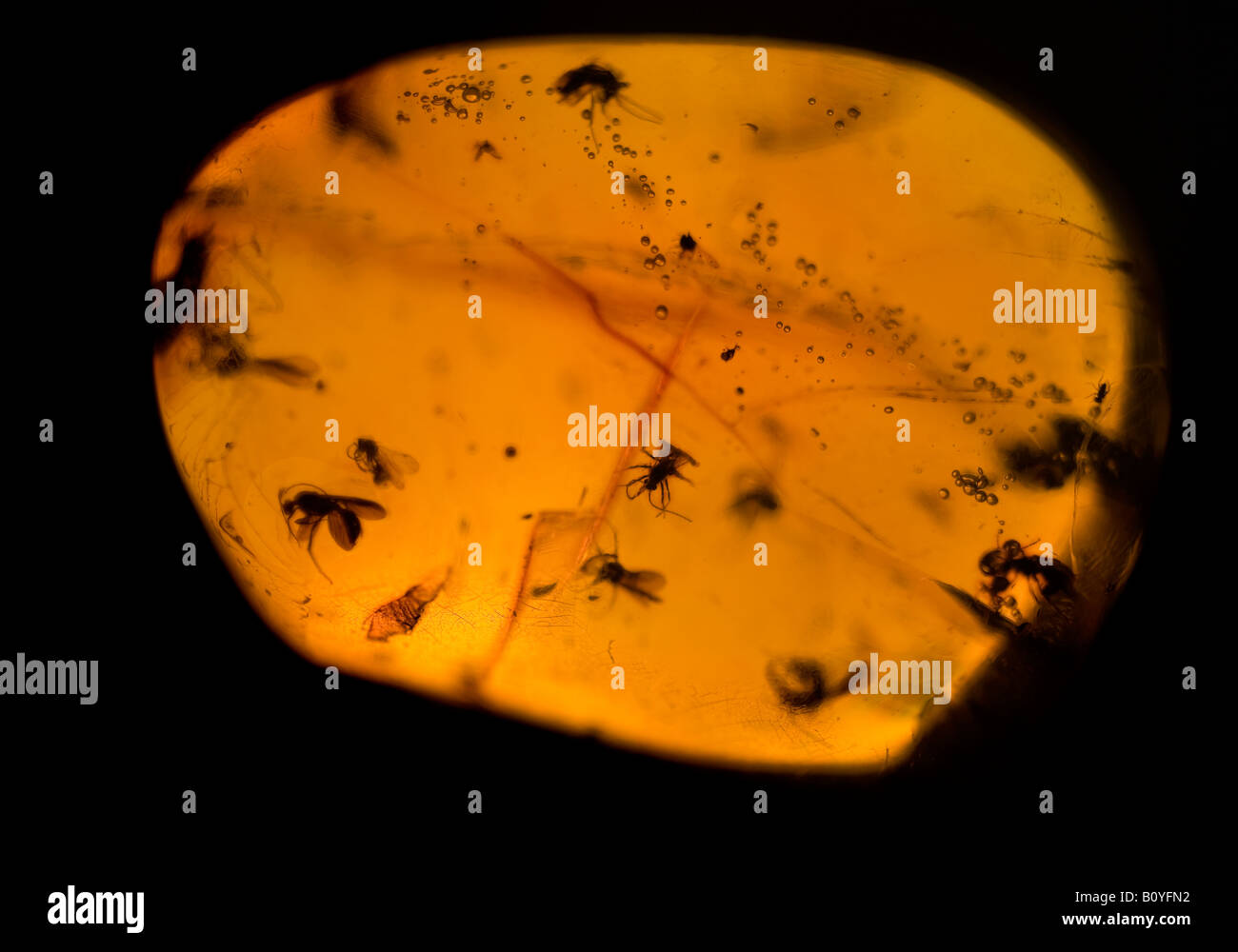 ancient amber with insects trapped inside Stock Photo - Alamy