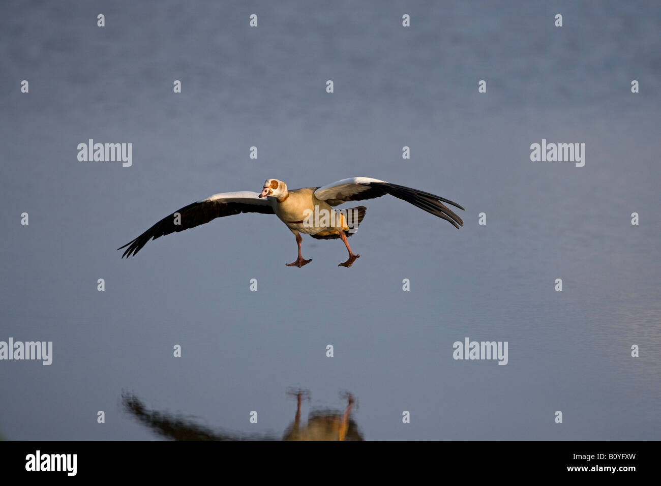 Egyptian Goose Alopochen aegyptiacus in flight Stock Photo - Alamy