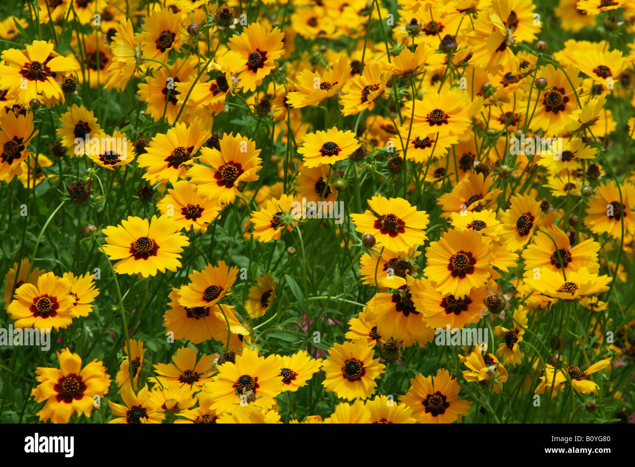 Coreopsis Flowers Southeast United States Stock Photo - Alamy