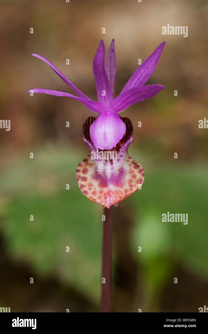 Fairy slipper or Calypso orchid Calypso bulbosa Cascade Mountains ...