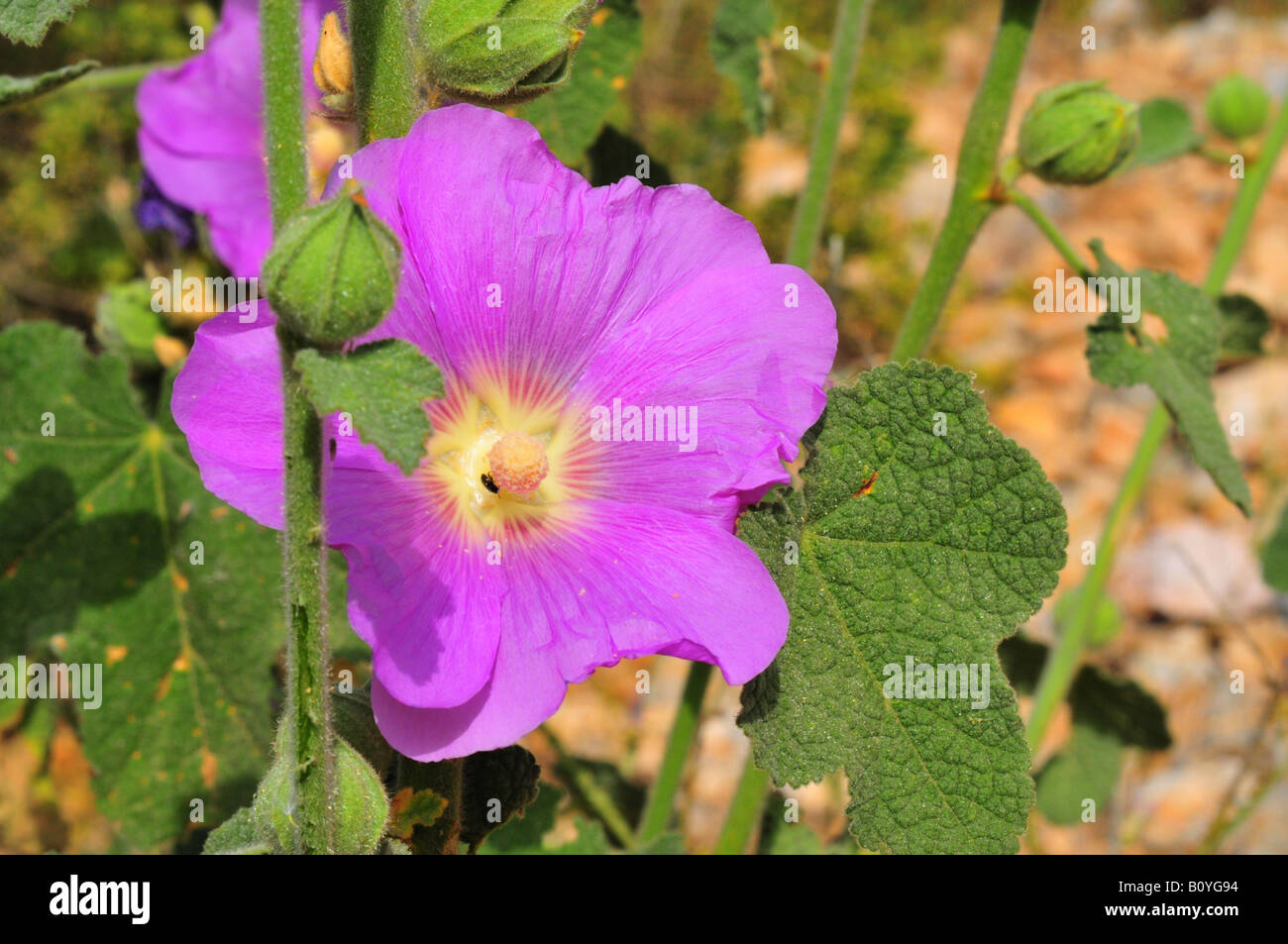 Flowers pink wildflowers greece hi-res stock photography and images - Alamy