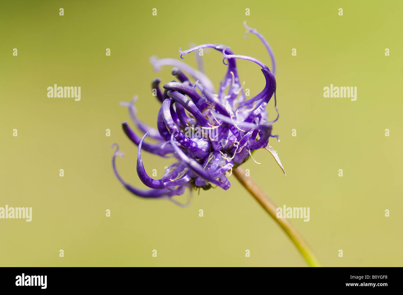 Round headed rampion flower (Phyteuma orbiculare Stock Photo - Alamy