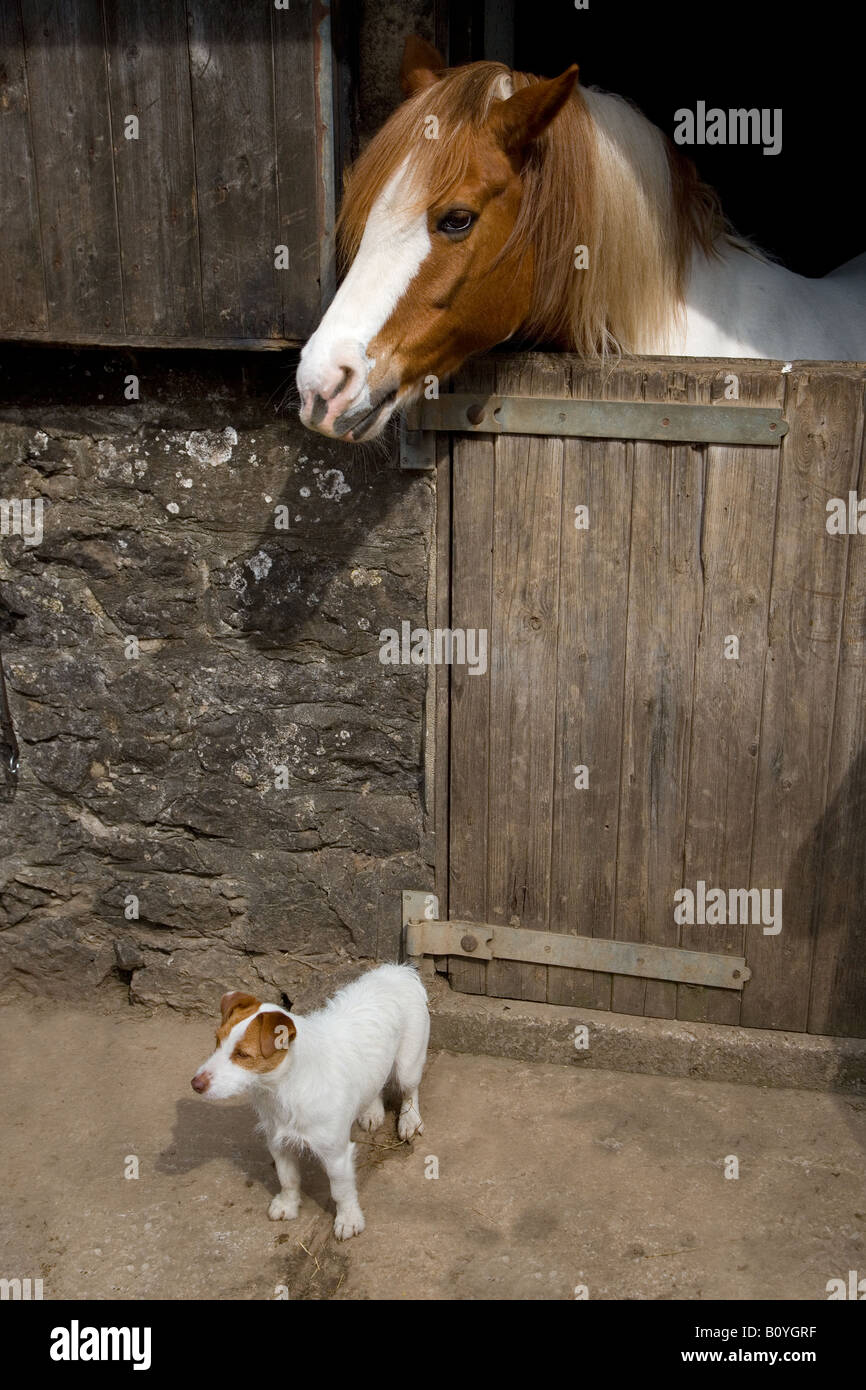 Terrier and Stabled Pony Stock Photo - Alamy