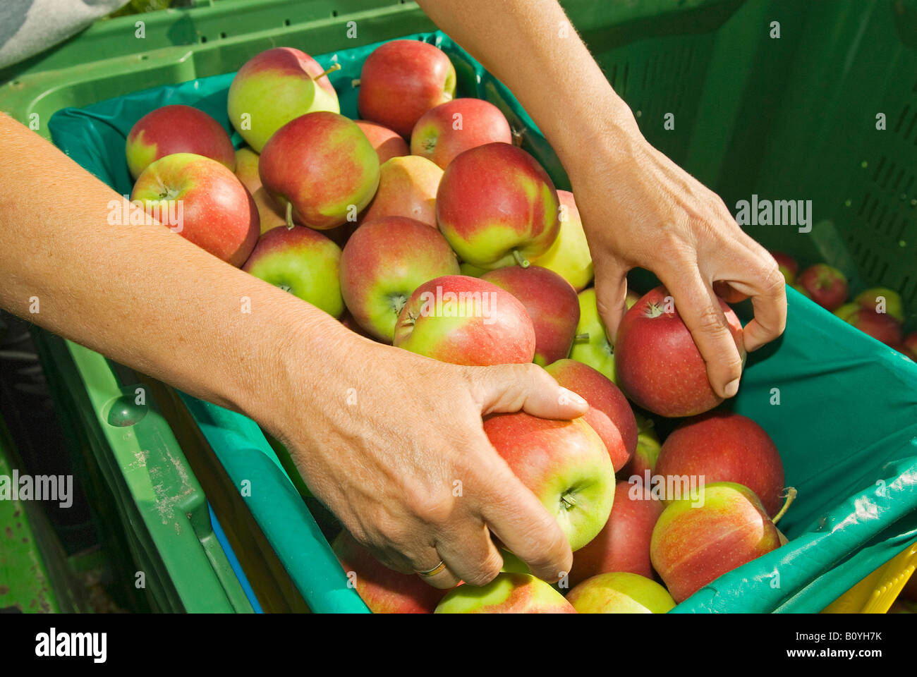 Apple crop, sorting, close up Stock Photo - Alamy