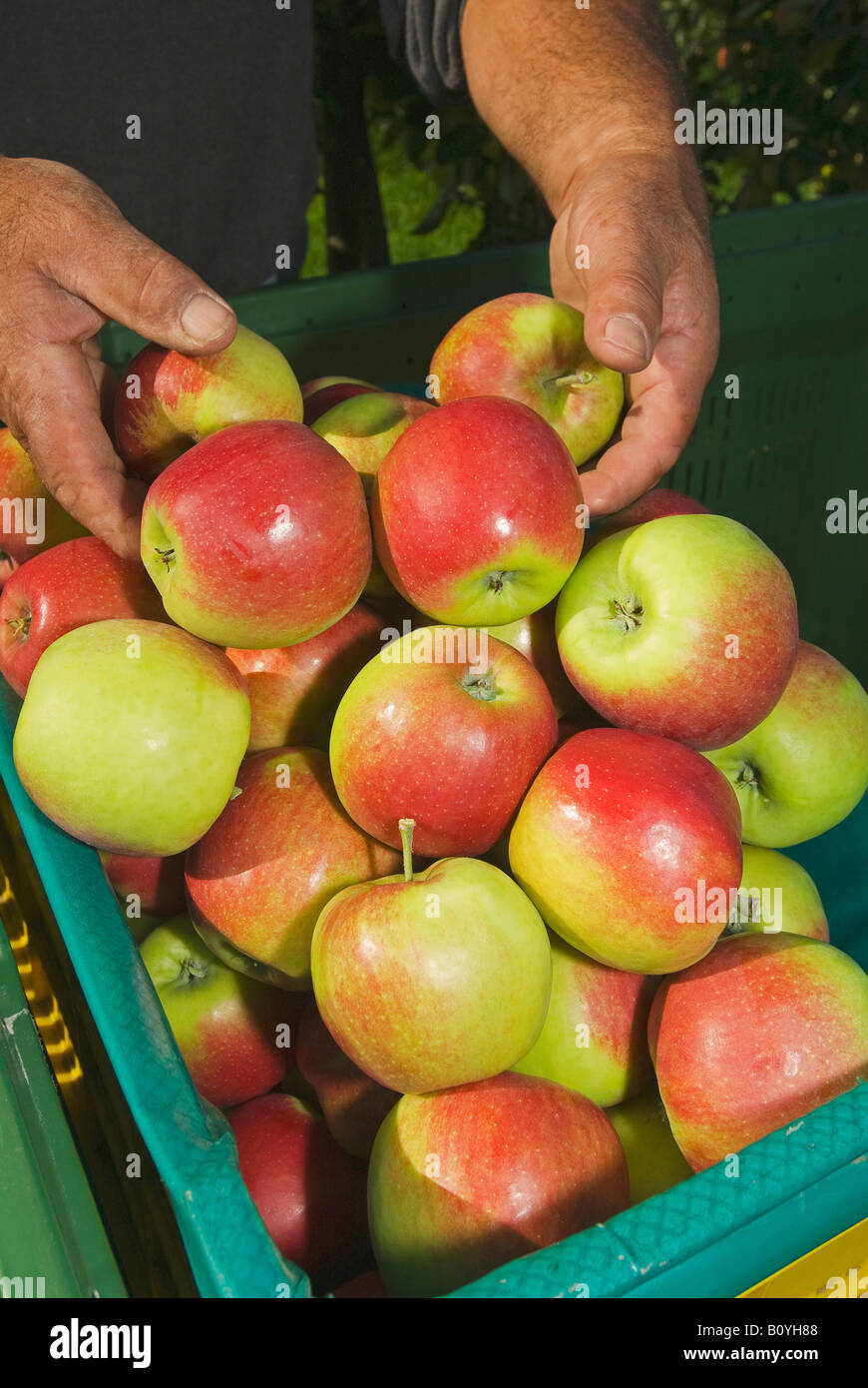 Apple crop, close up Stock Photo - Alamy