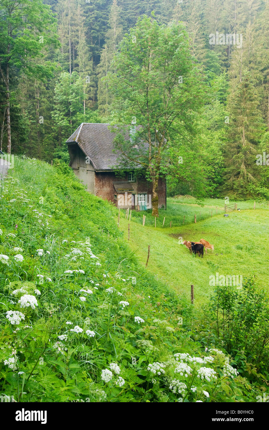 Cow black forest germany hi-res stock photography and images - Alamy