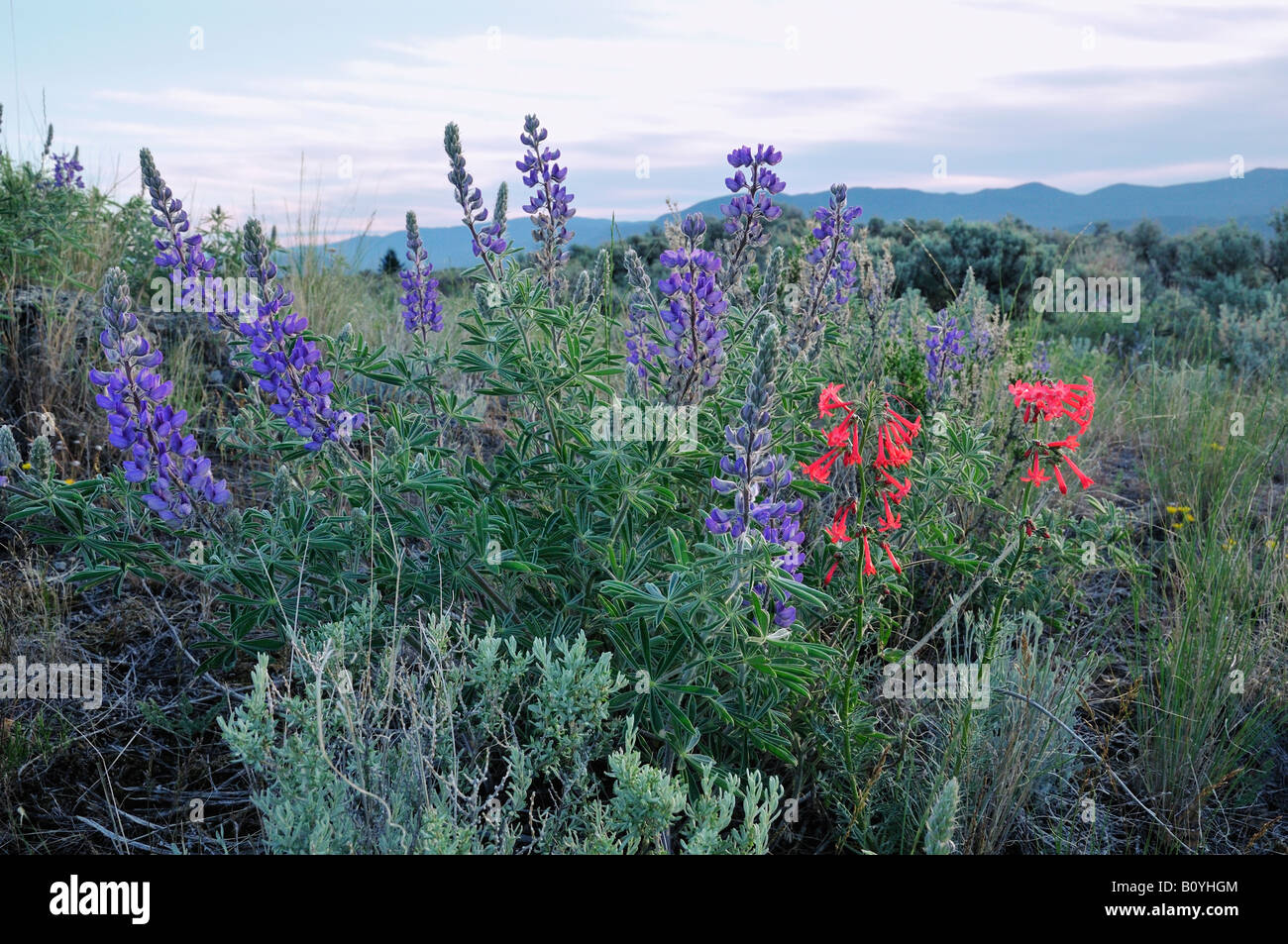 South okanagan grasslands protected area chopaka okanagan grasslands ...